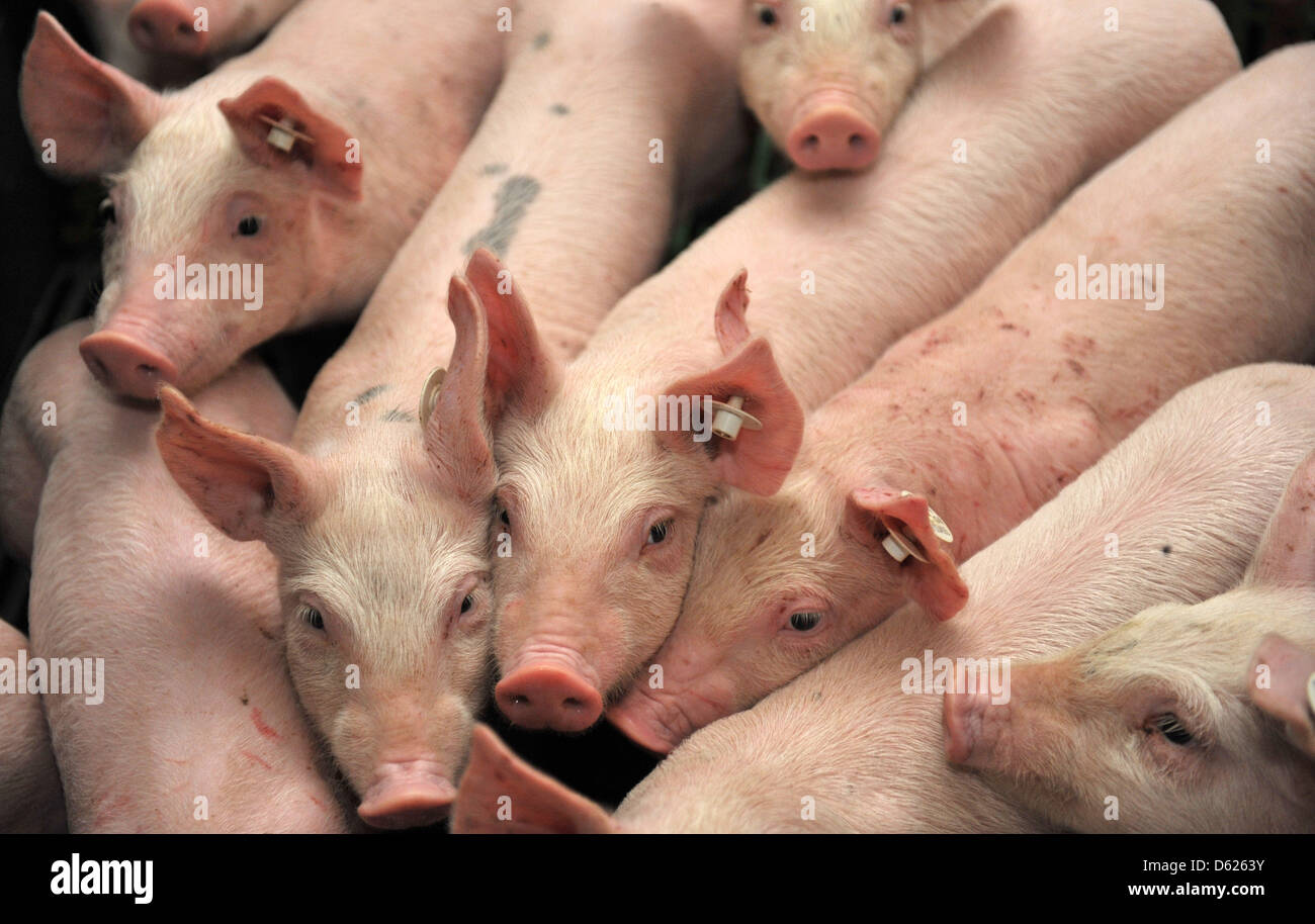 Piglets are pictured in the barn of farmer Paul Klatte in Bieste ...