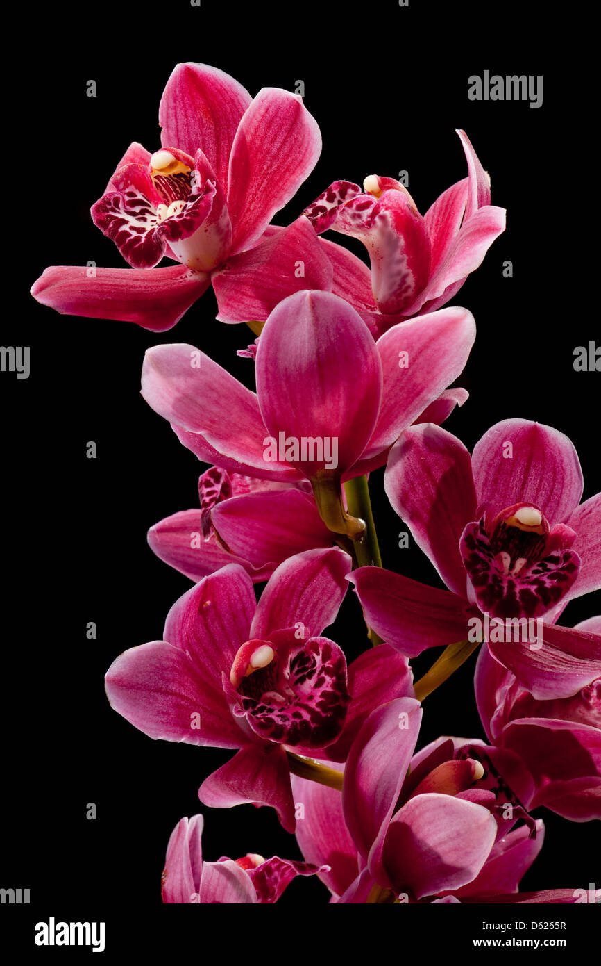 Orchid texture hi-res stock photography and images - Alamy