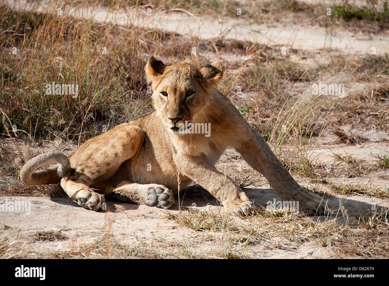 Lion cub keeping watch in the bush in Antelope Park, Zimbabwe Stock ...