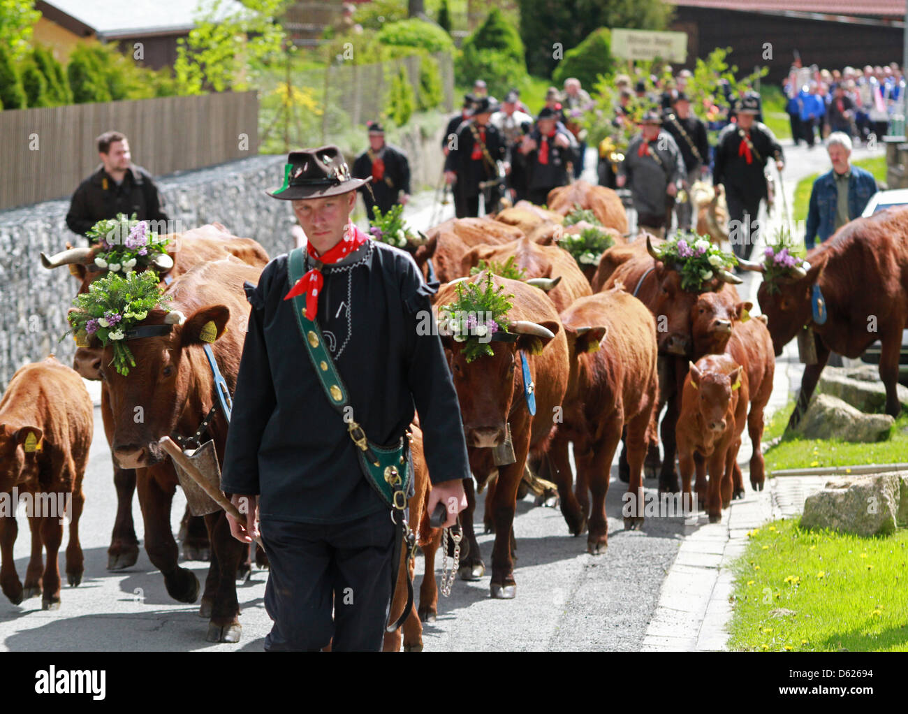 Farmers herd cattle during the traditional 'Cow Ball' in Tanne, Germany ...
