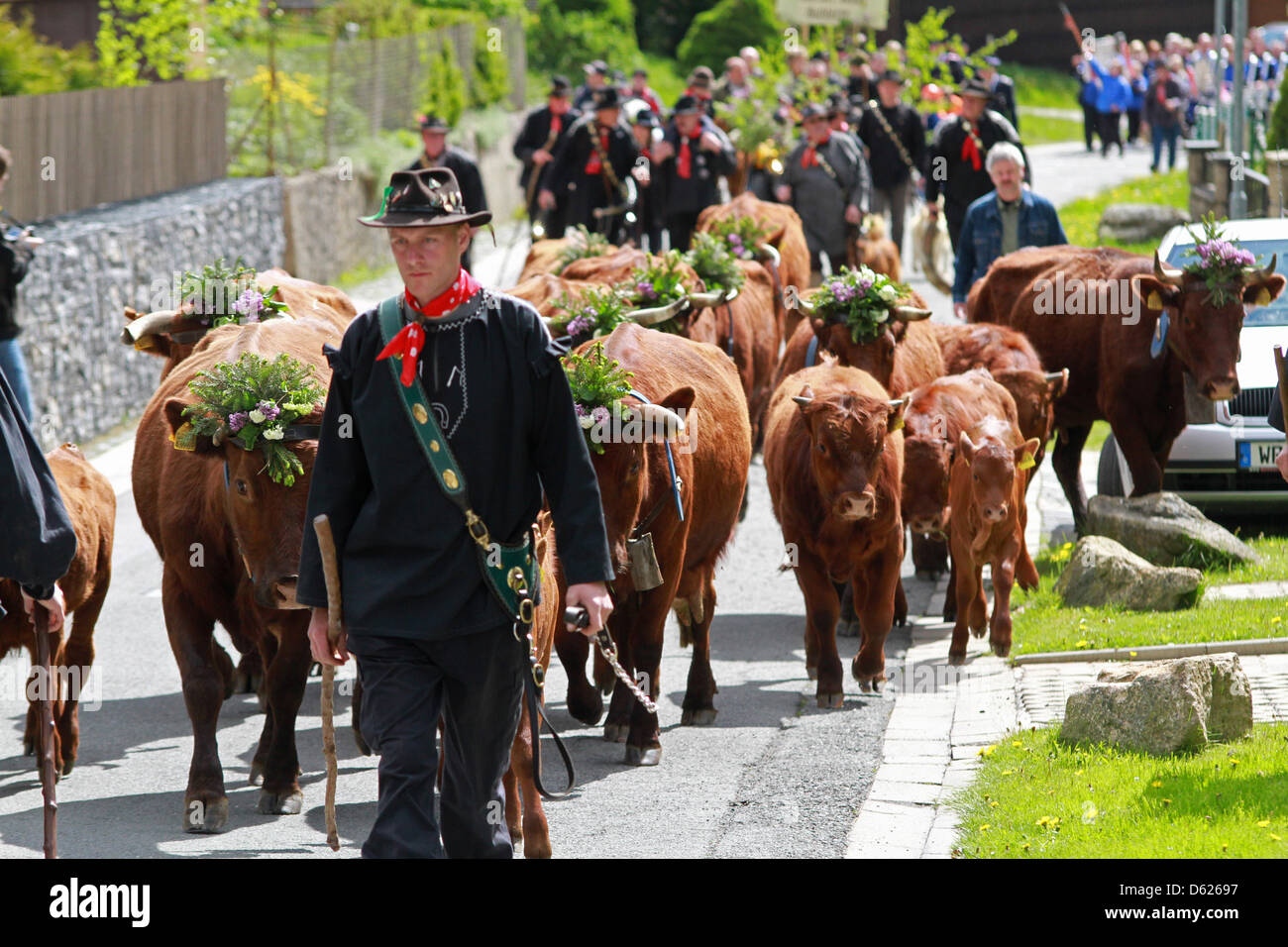 Farmers herd cattle during the traditional 'Cow Ball' in Tanne, Germany ...