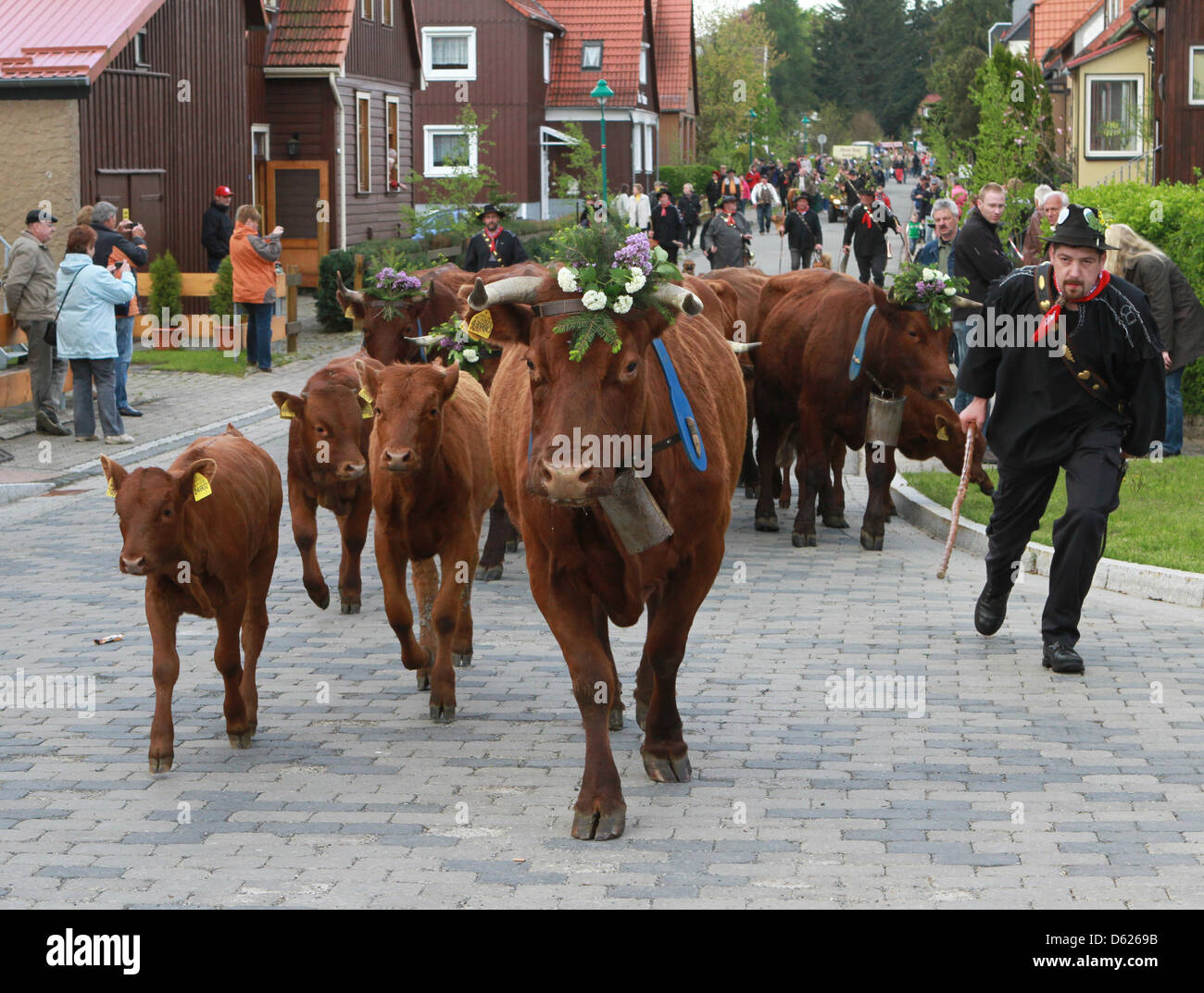 Farmers herd cattle during the traditional 'Cow Ball' in Tanne, Germany ...