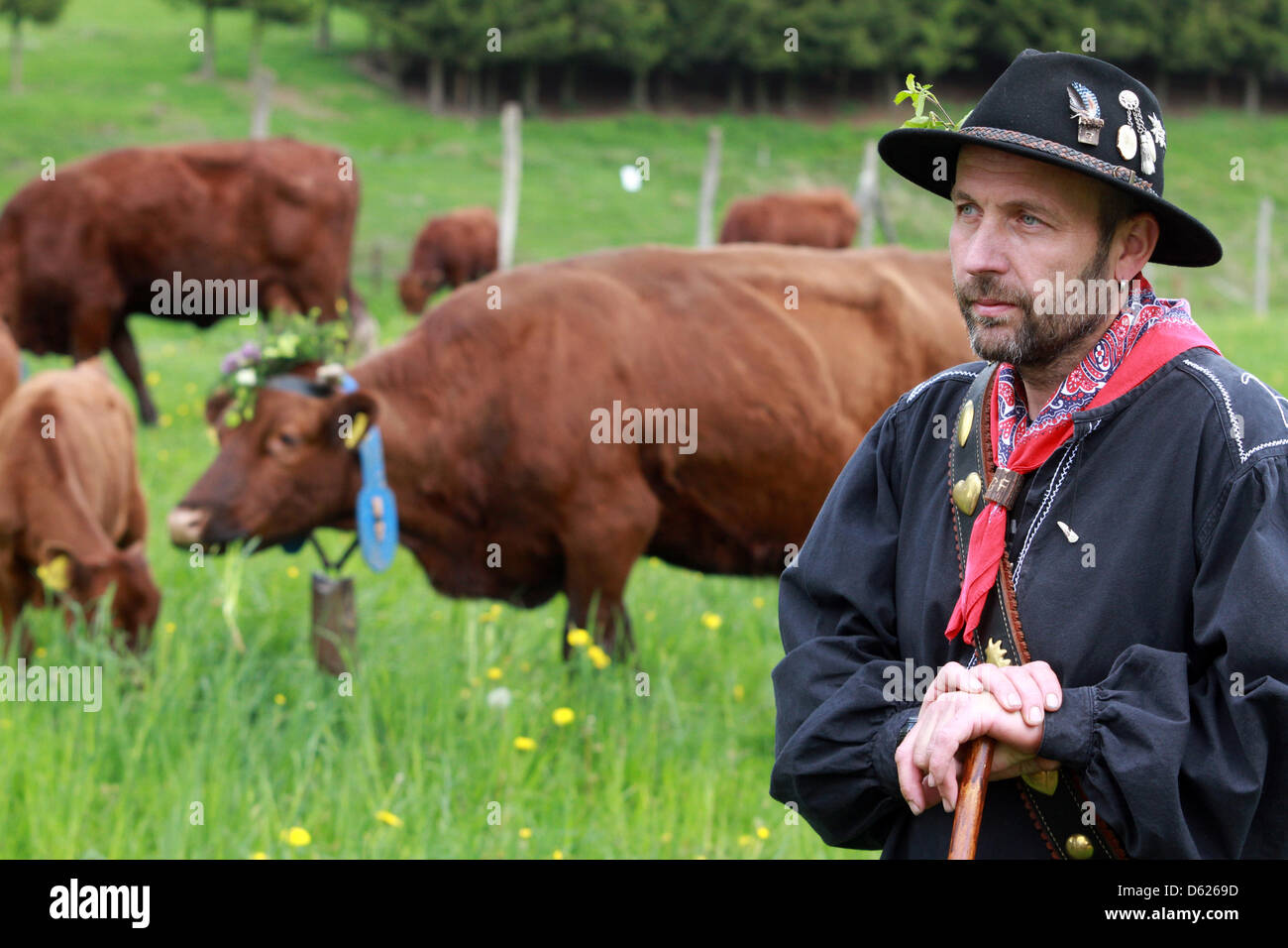 Farmers herd cattle during the traditional 'Cow Ball' in Tanne, Germany ...