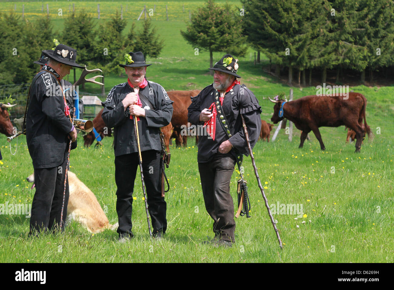 Farmers herd cattle during the traditional 'Cow Ball' in Tanne, Germany ...
