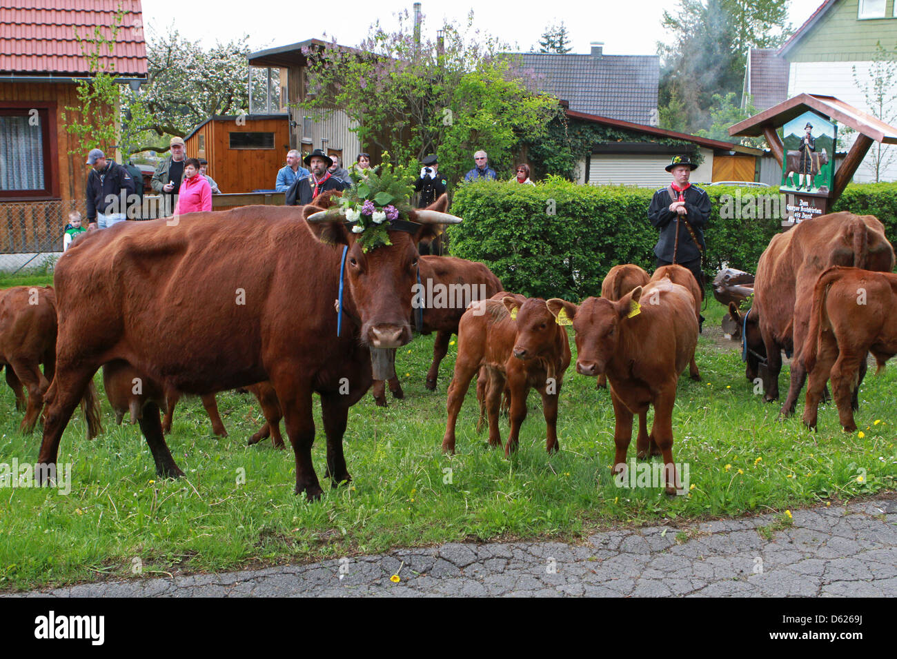 Farmers herd cattle during the traditional 'Cow Ball' in Tanne, Germany ...