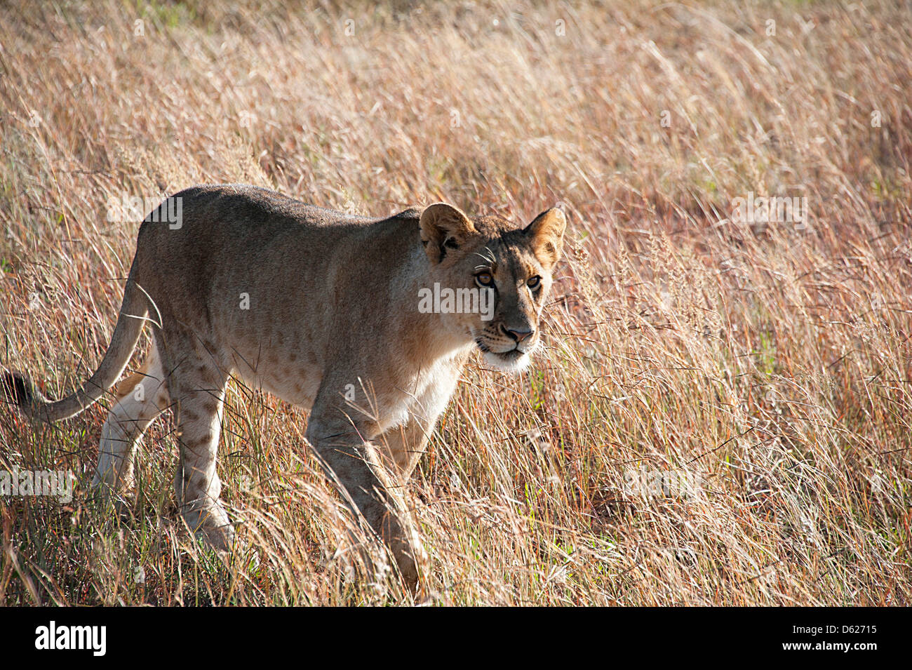 Lion stalking prey in grassland in Zimbabwe, Africa Stock Photo - Alamy