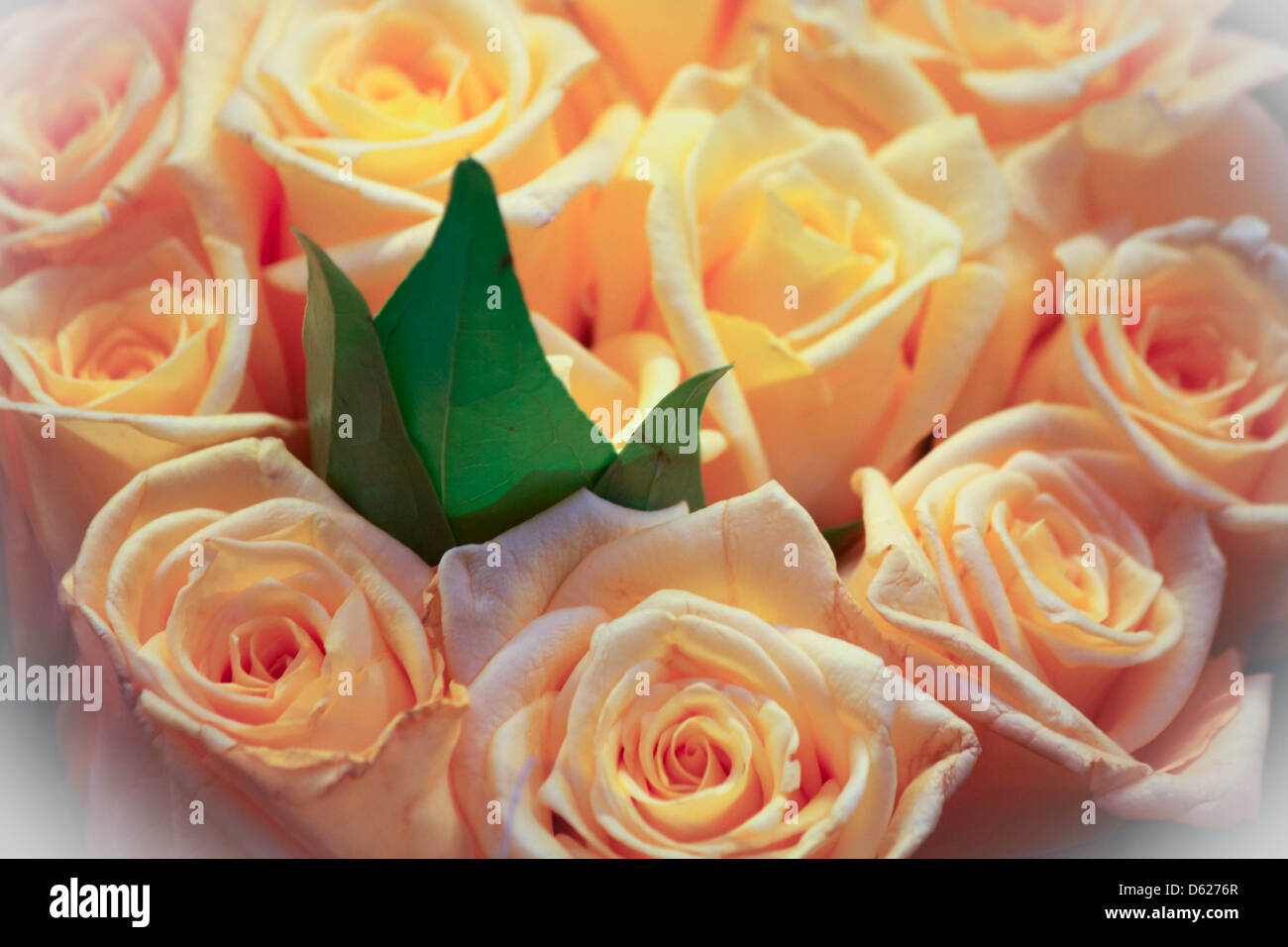 Bouquet of peach and yellow roses Stock Photo - Alamy