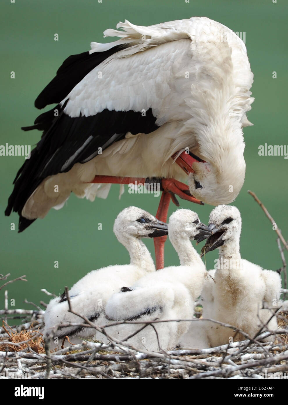 A male stork stands watch over his young in Hamburg, Germany, 14 May ...
