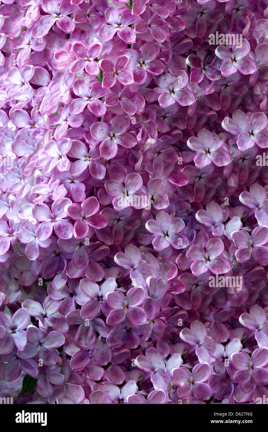 Background of the spring lilac flowers Stock Photo - Alamy