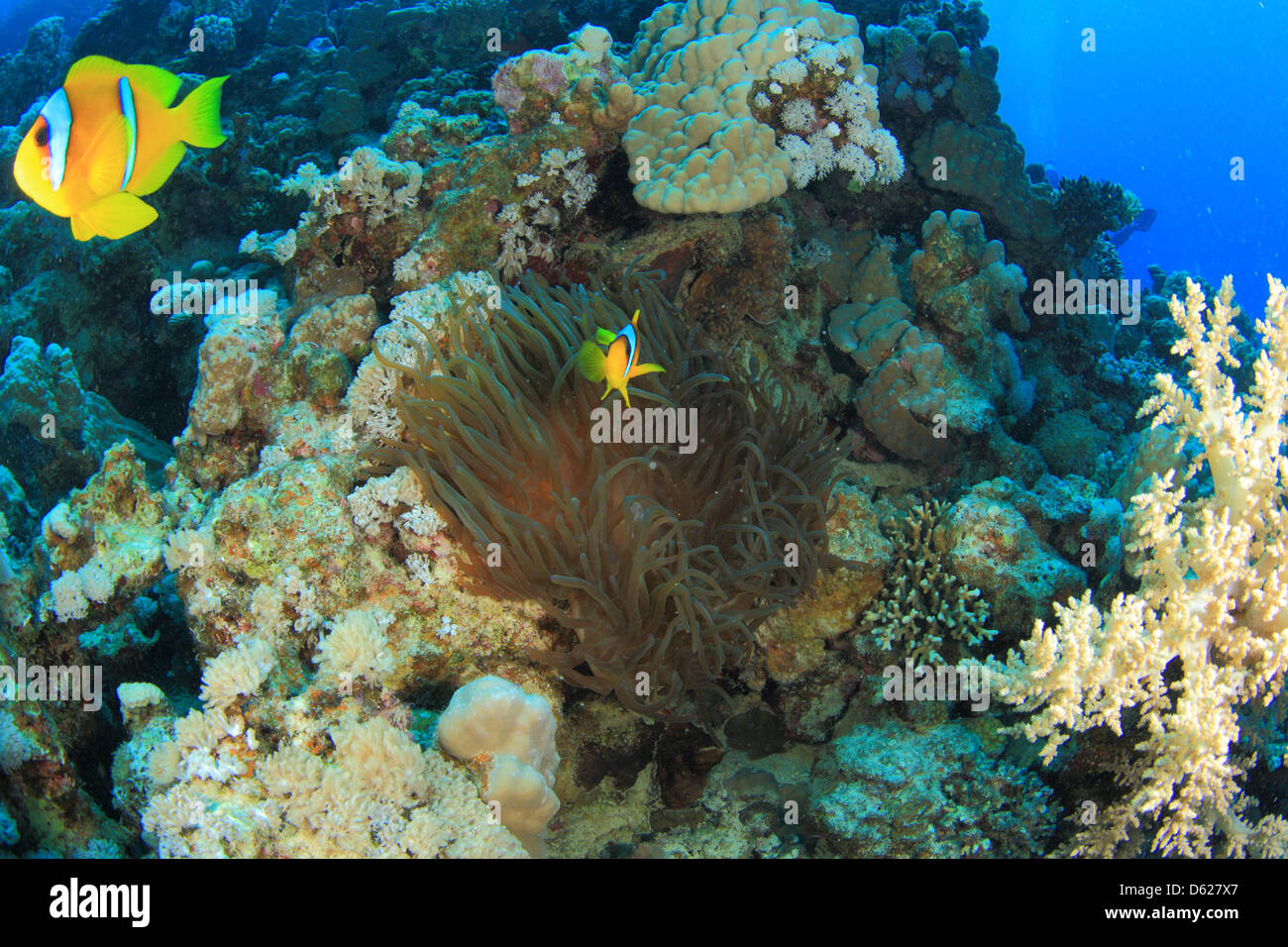 Marine Life in the Red Sea Stock Photo - Alamy