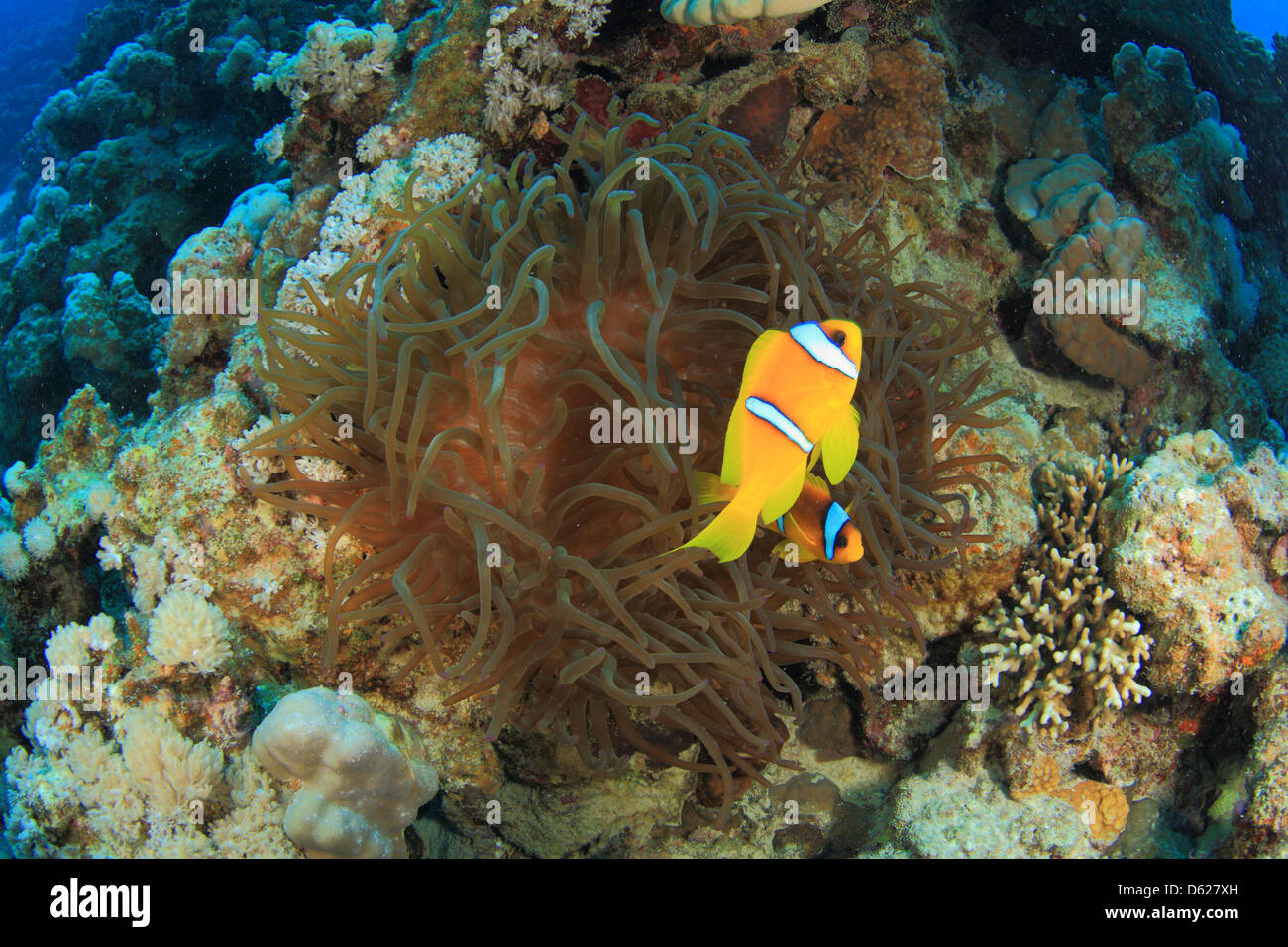 Marine Life in the Red Sea Stock Photo - Alamy