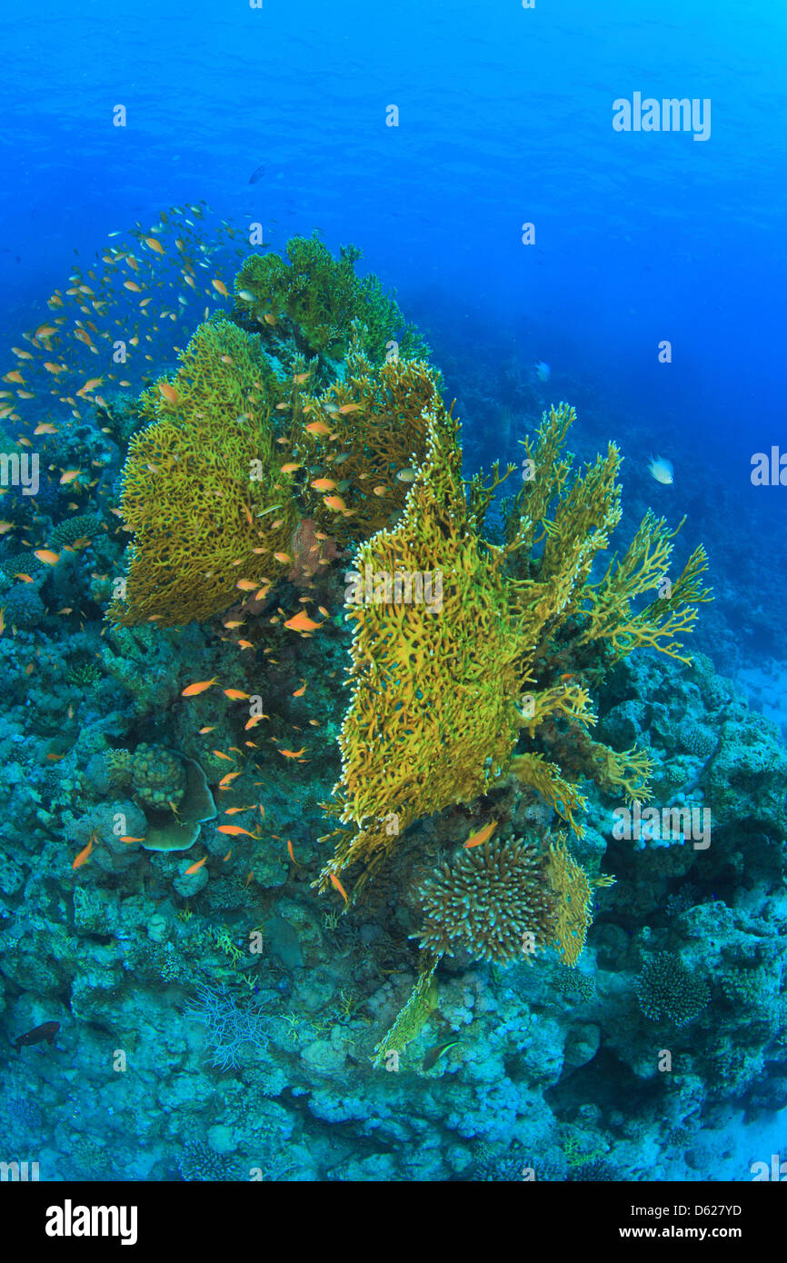 Marine Life in the Red Sea Stock Photo - Alamy