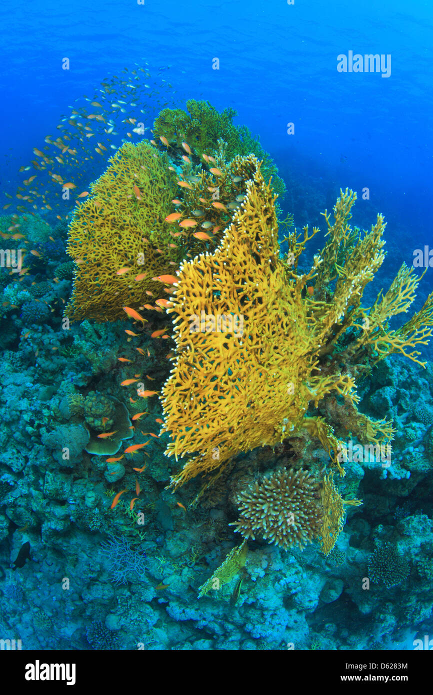 Marine Life in the Red Sea Stock Photo - Alamy