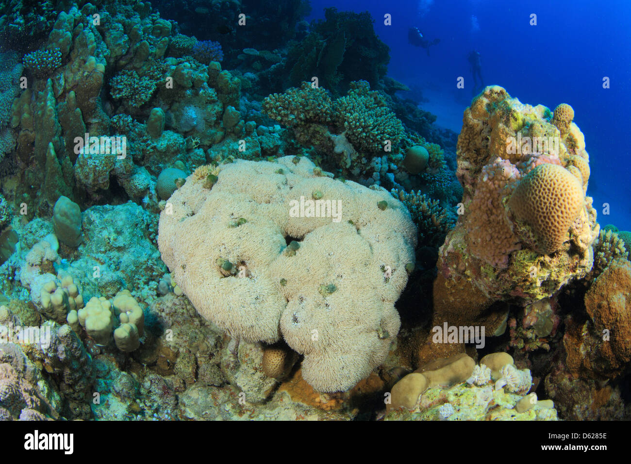 Marine Life in the Red Sea Stock Photo - Alamy