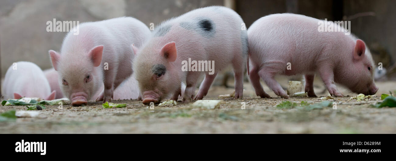 Miniature pig piglets sniff for something to eat in their enclosure at ...