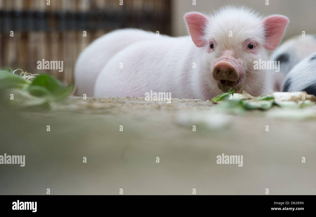 Mini piglets hi-res stock photography and images - Alamy