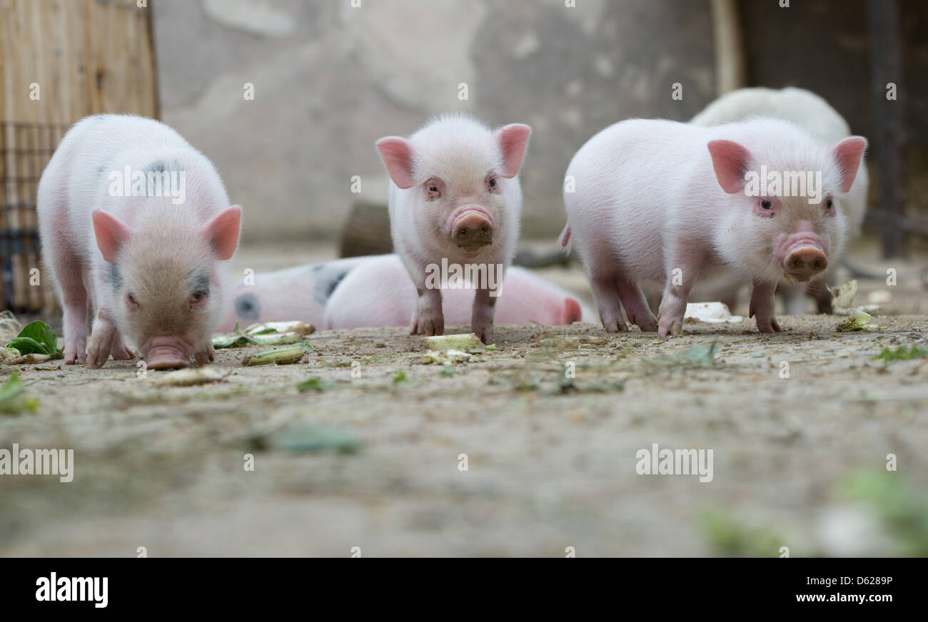 Miniature pig piglets sniff for something to eat in their enclosure at ...
