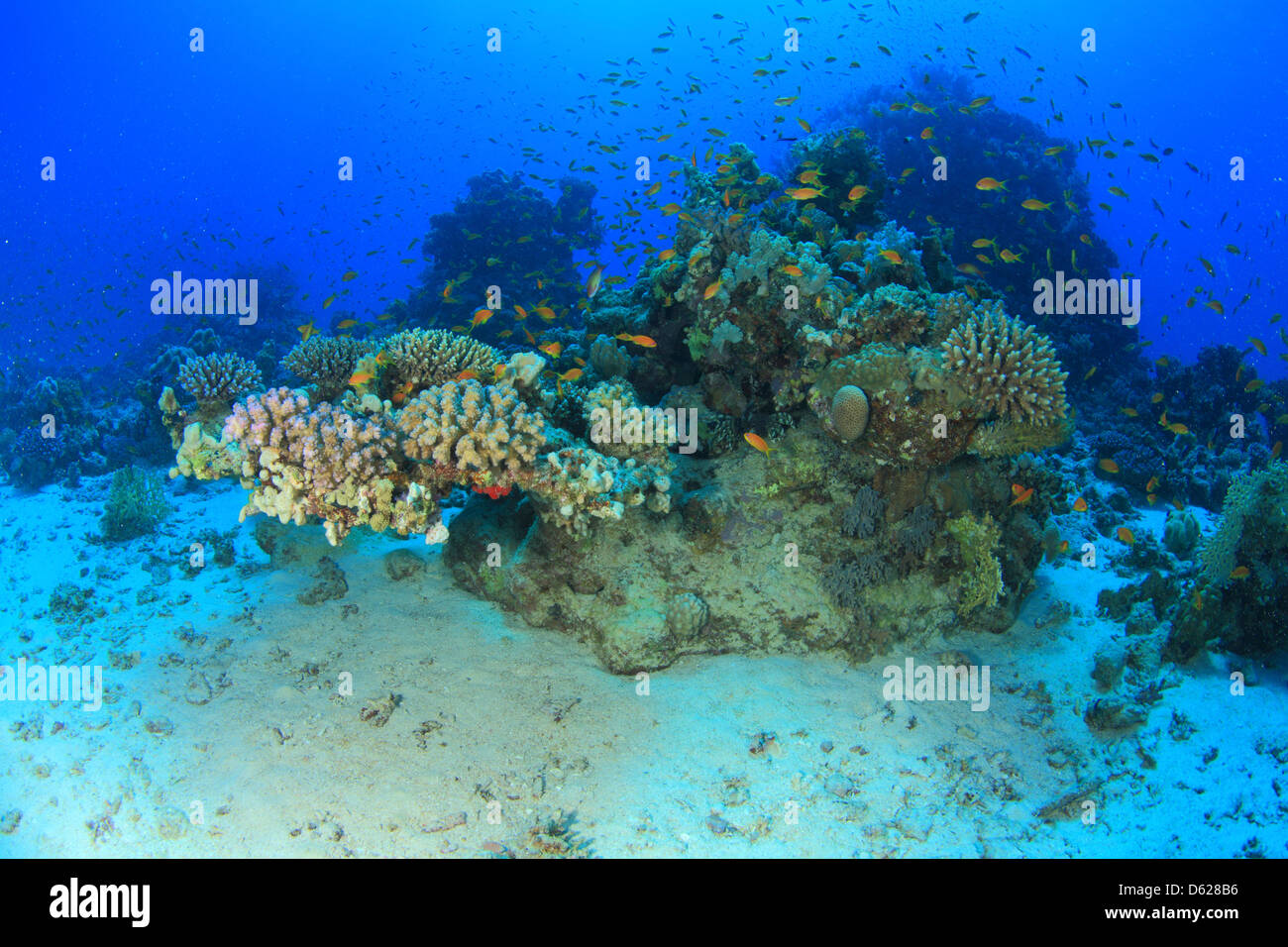 Marine Life in the Red Sea Stock Photo - Alamy