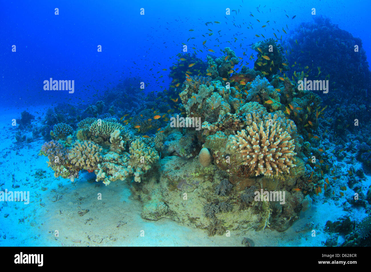 Marine Life in the Red Sea Stock Photo - Alamy
