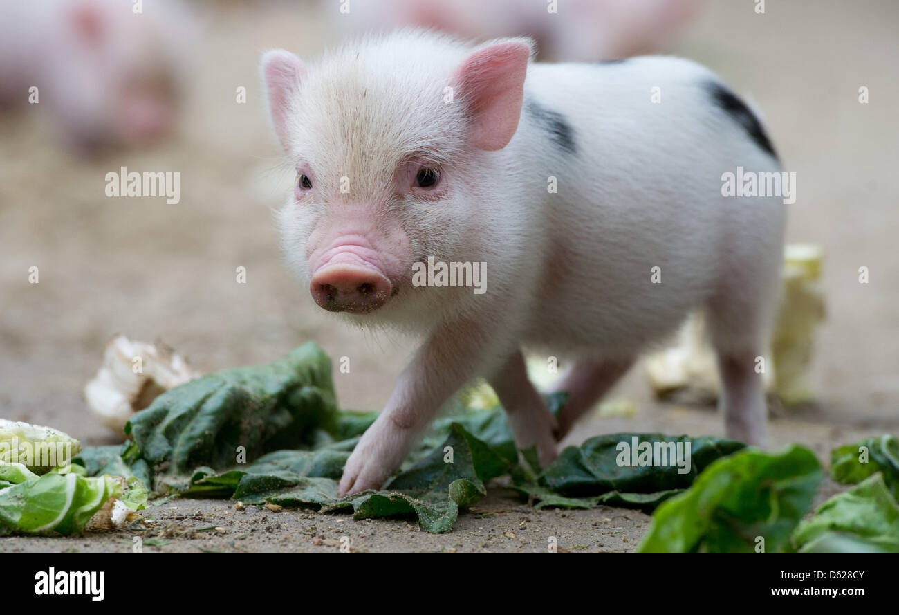 Mini piglets hi-res stock photography and images - Alamy
