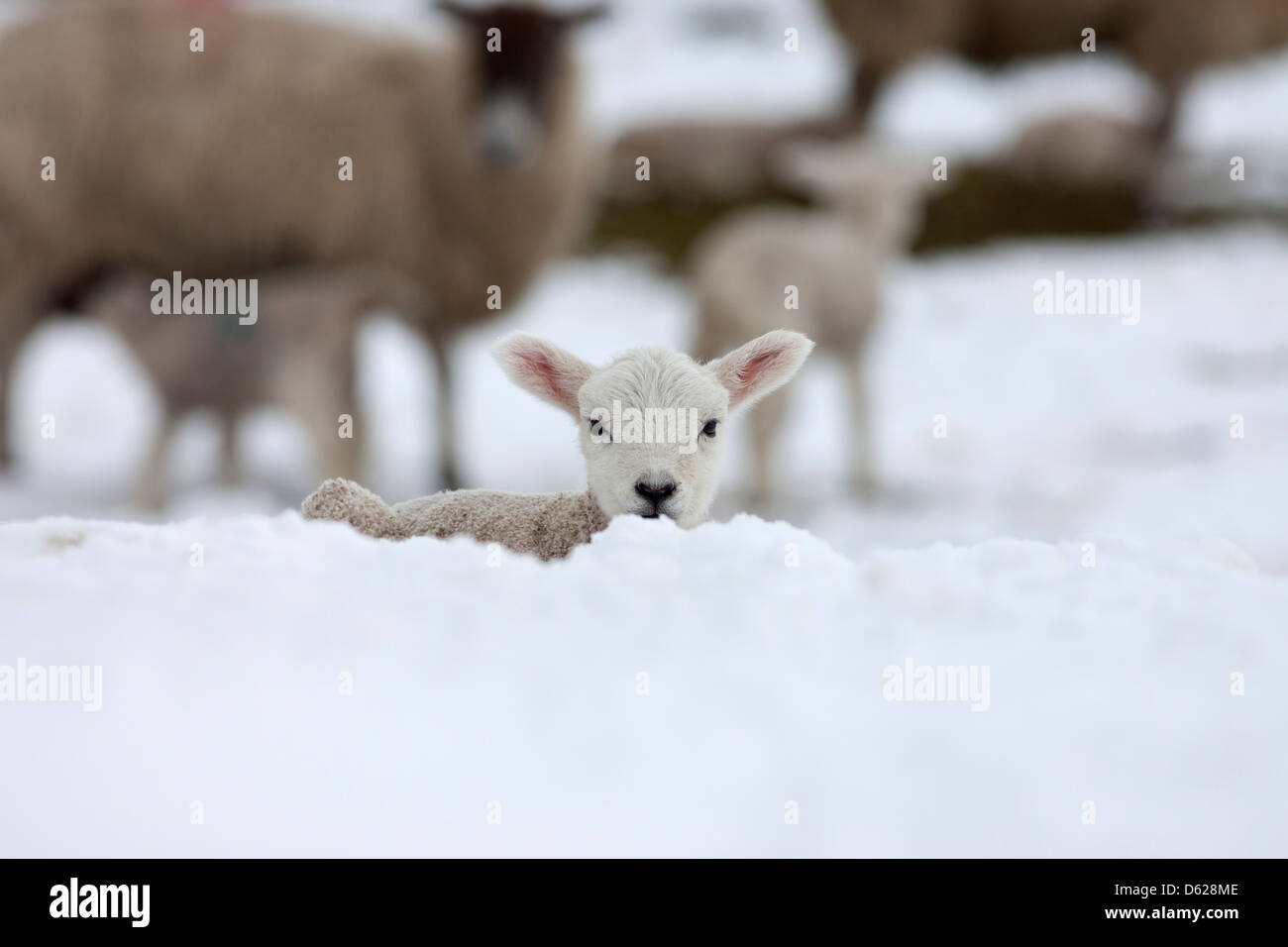 Young Lamb in the Snow Stock Photo - Alamy