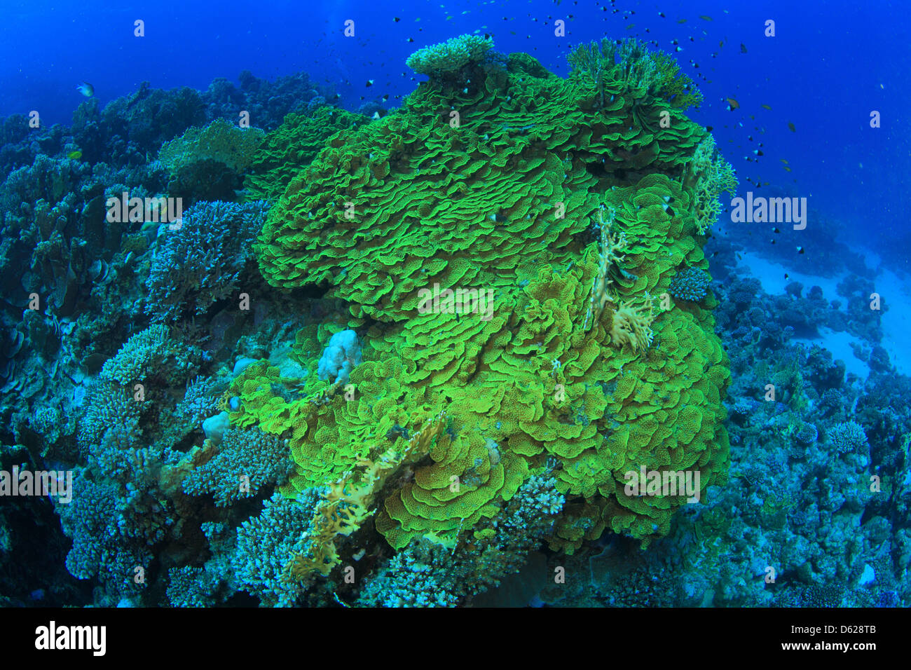 Marine Life in the Red Sea Stock Photo - Alamy