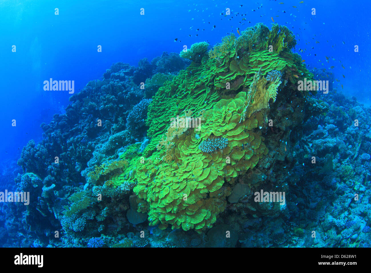 Marine Life in the Red Sea Stock Photo - Alamy