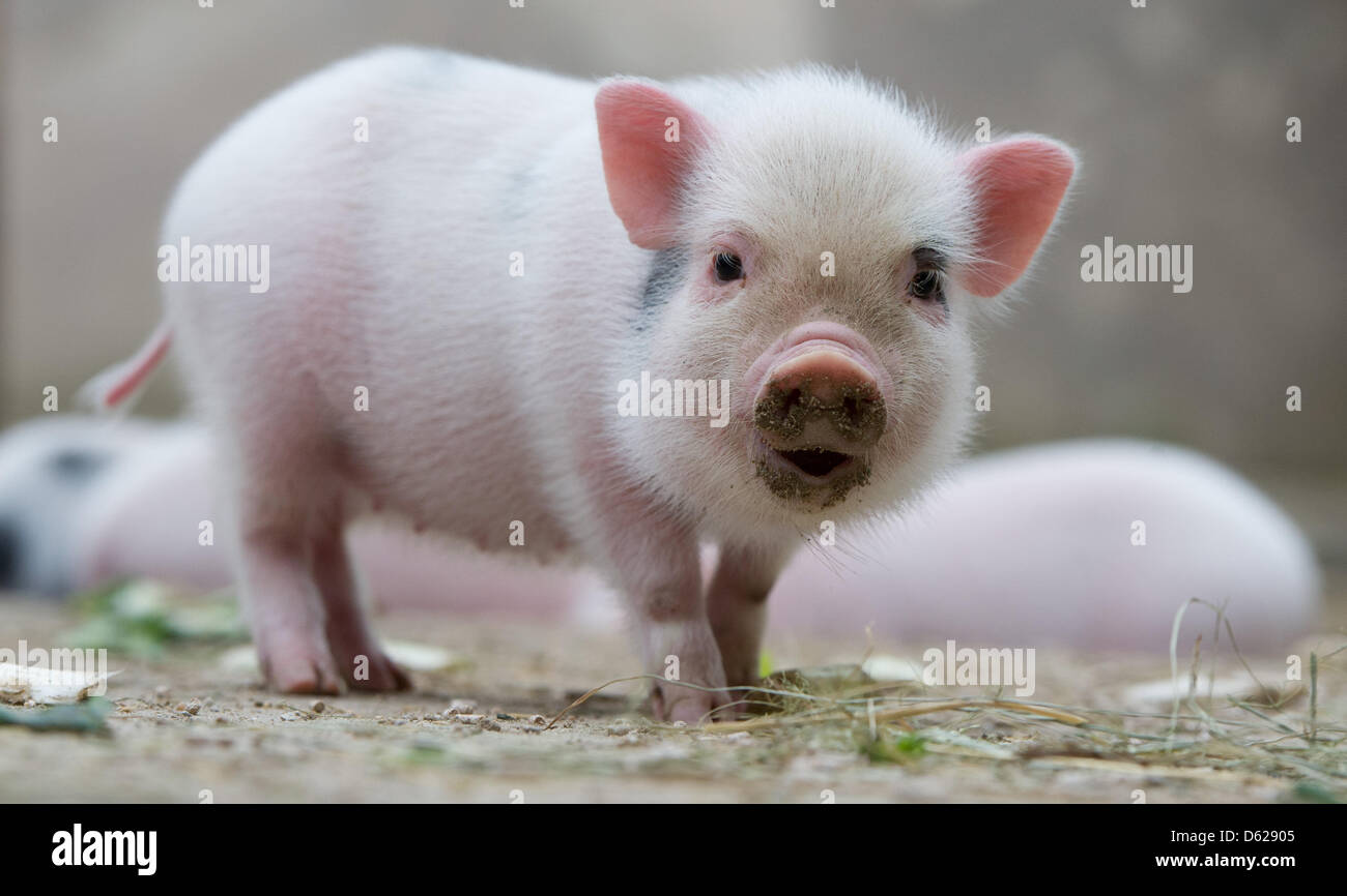 Miniature pig piglets sniff for something to eat in their enclosure at ...