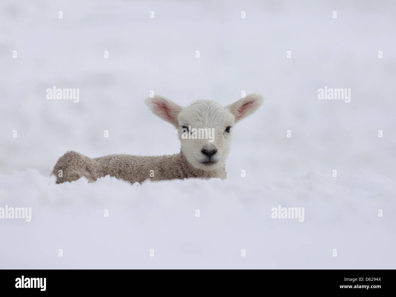 Young Lamb in the Snow Stock Photo - Alamy
