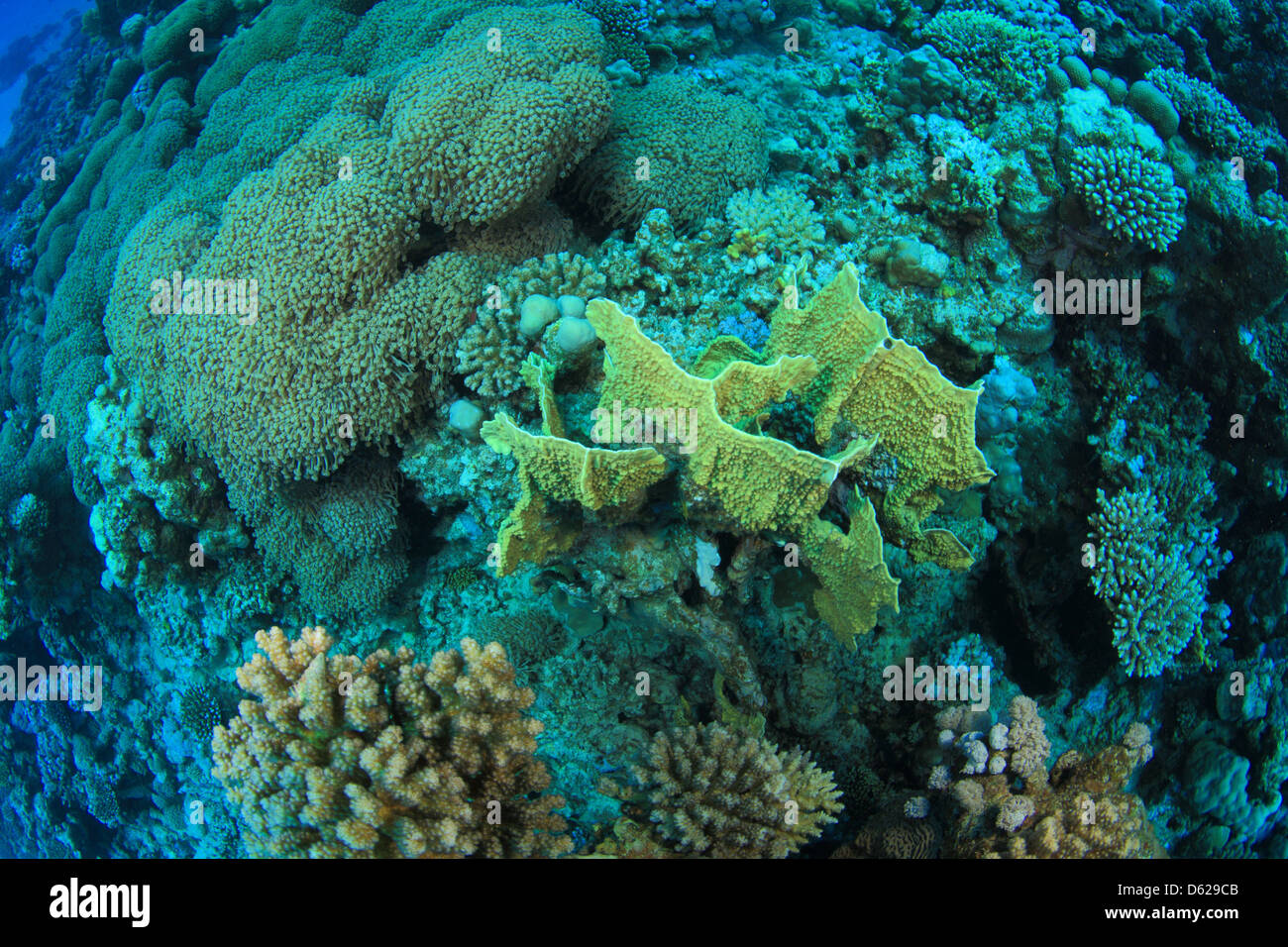 Marine Life in the Red Sea Stock Photo - Alamy