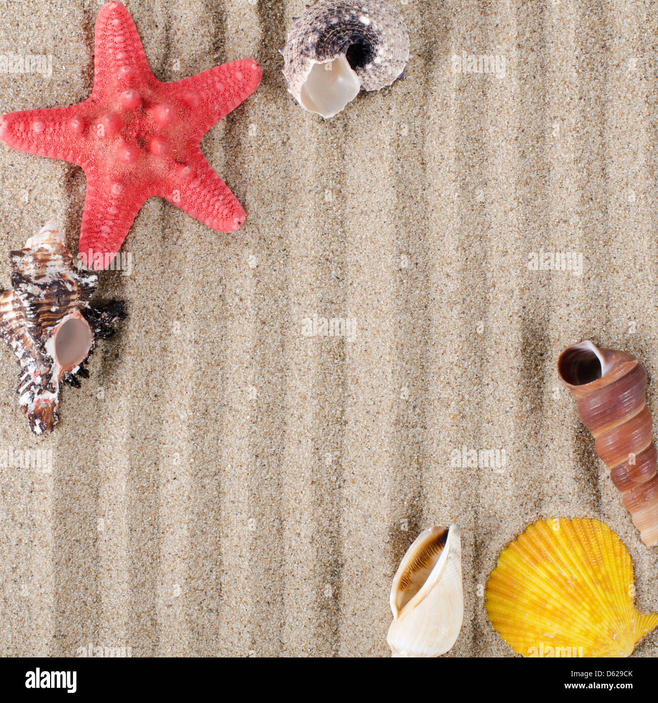 Sea shell as a background Stock Photo - Alamy
