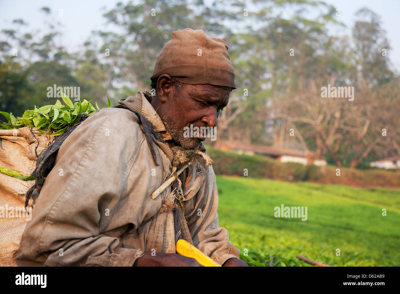 close up on African worker as he harvests tea leaves Stock Photo - Alamy