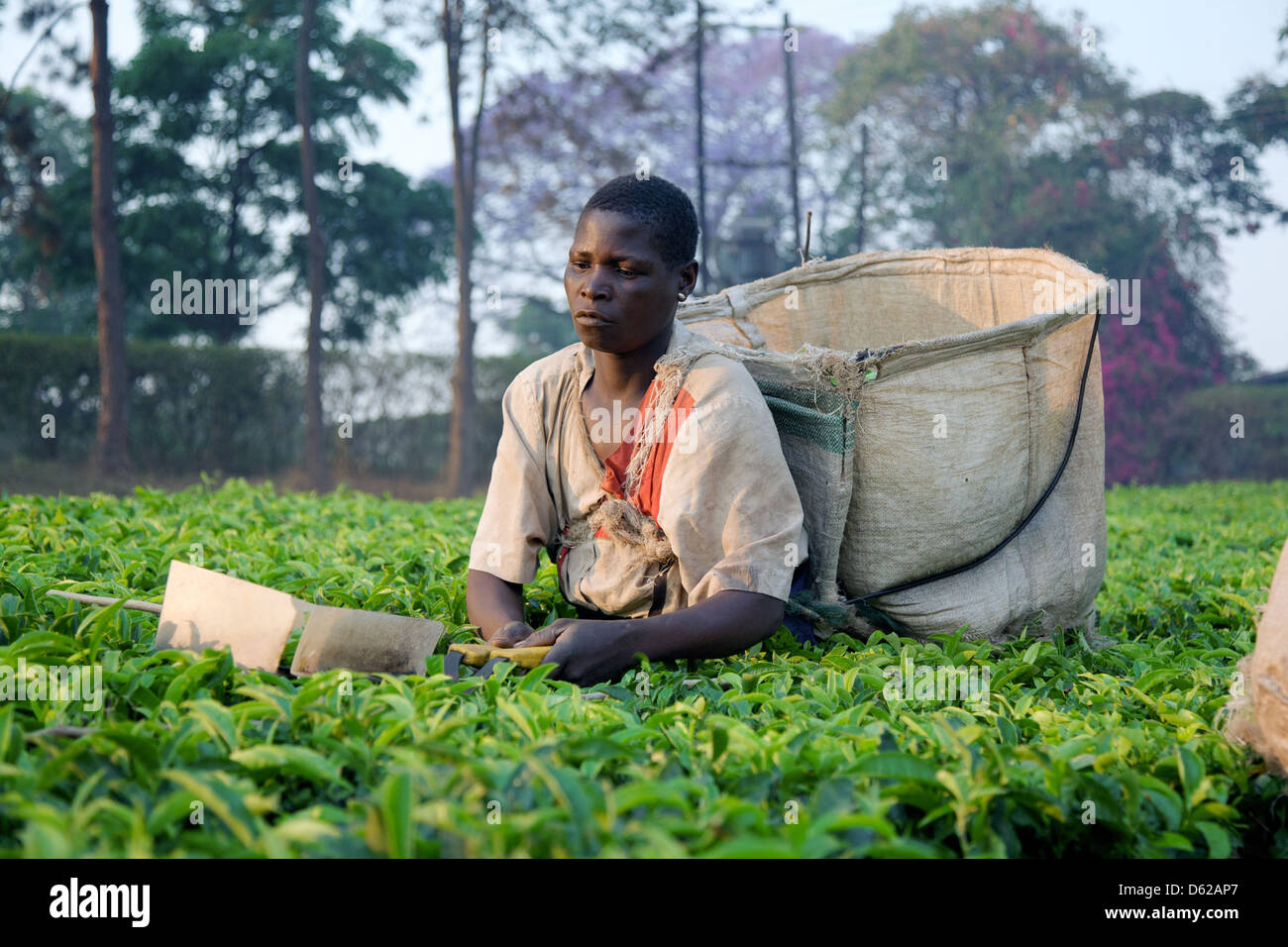 African Farm Workers High Resolution Stock Photography and Images - Alamy
