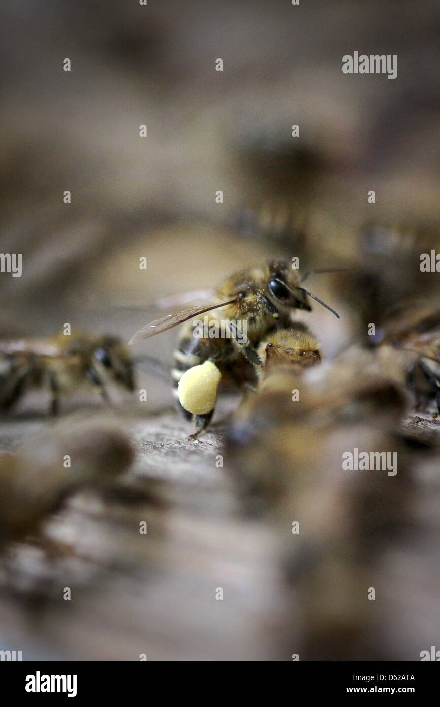 Beehive On Legs High Resolution Stock Photography and Images - Alamy