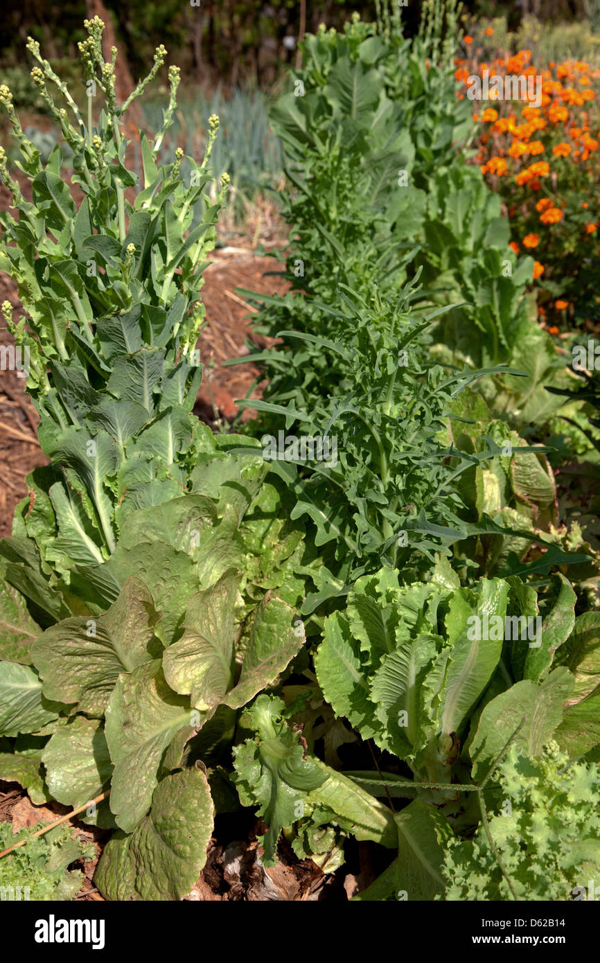 Fresh rocket, lettice and vegetables growing in a garden Stock Photo ...
