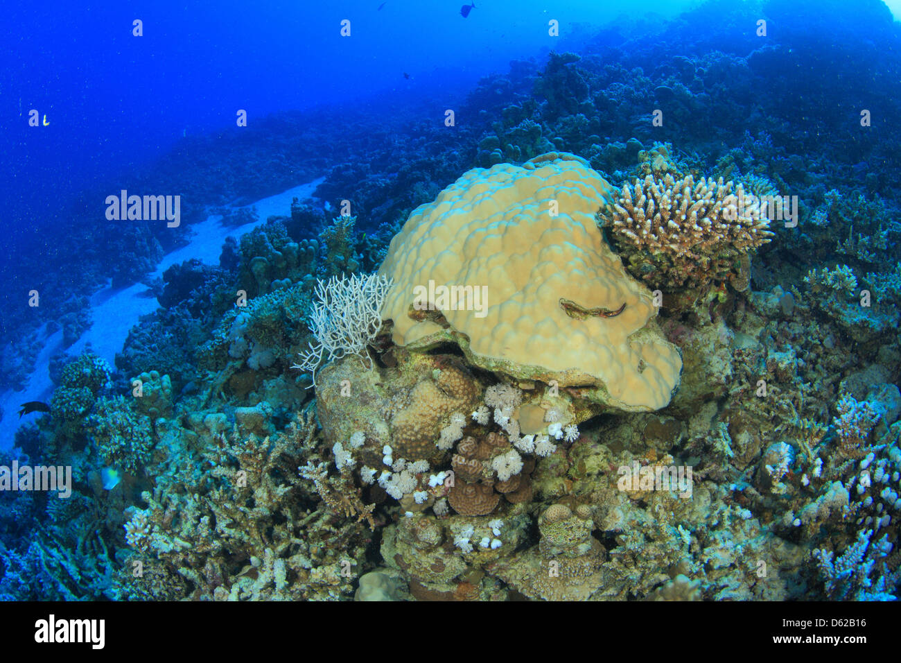 Marine Life in the Red Sea Stock Photo - Alamy
