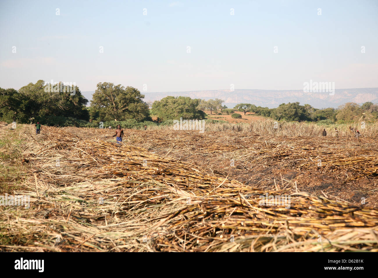 African farm labourers working in the sugar cane fields Stock Photo - Alamy