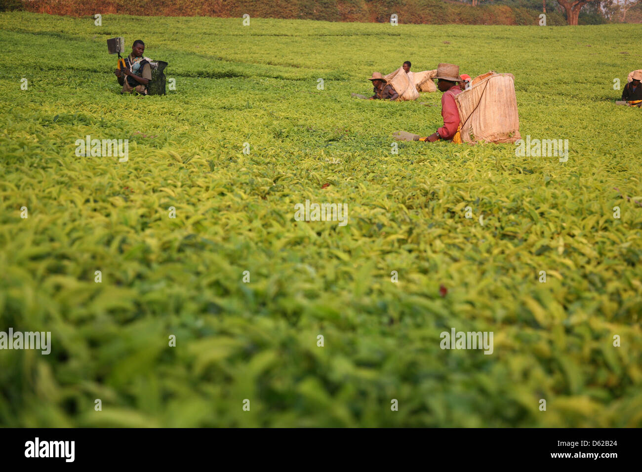 African farm workers hi-res stock photography and images - Alamy