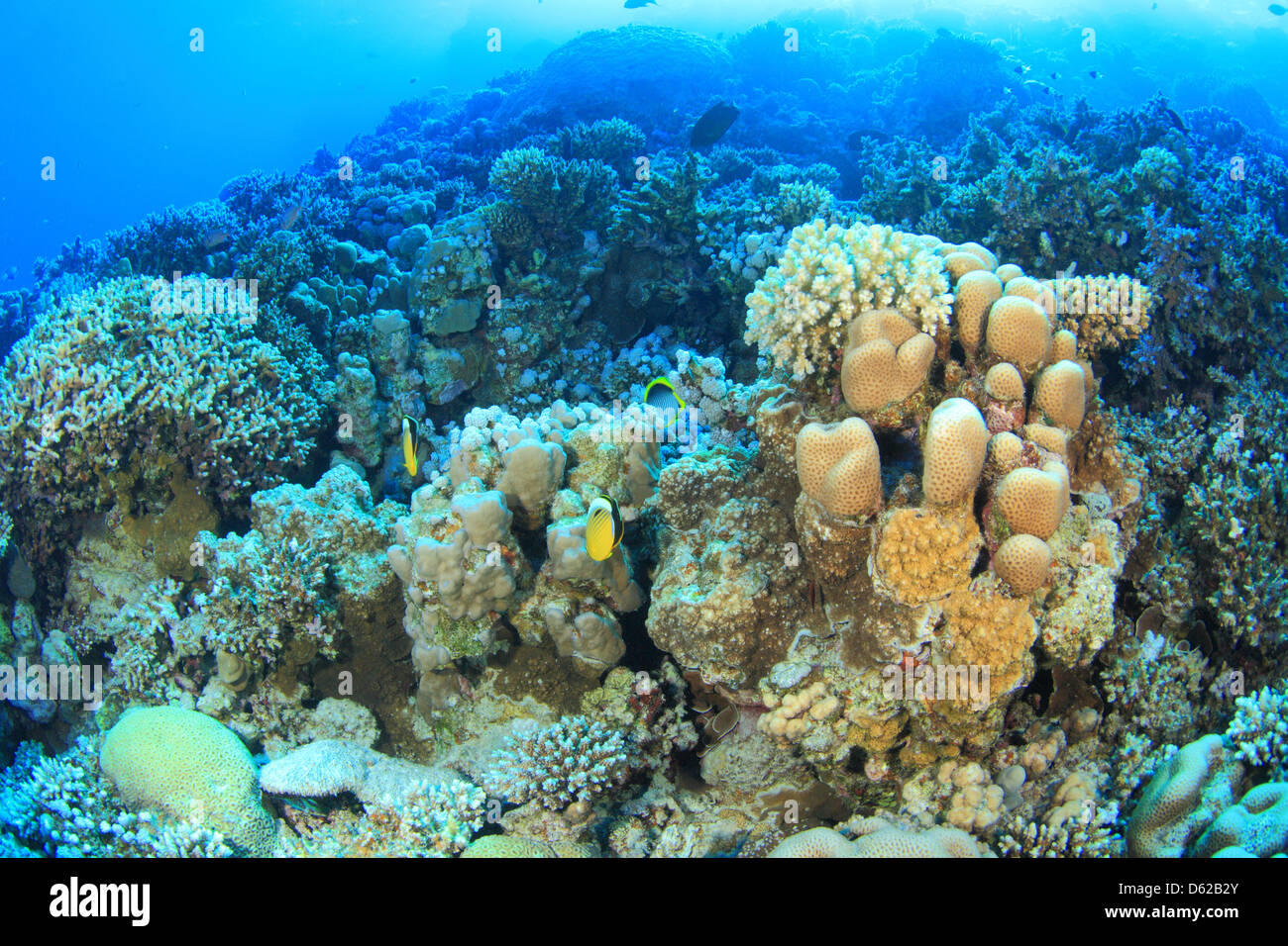 Marine Life in the Red Sea Stock Photo - Alamy