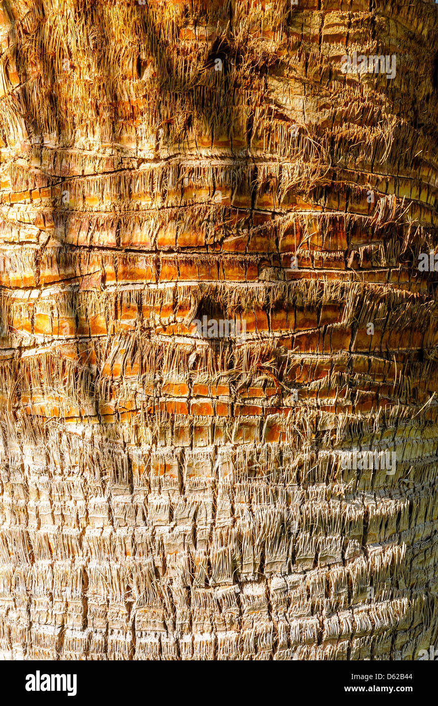 Palm texture hi-res stock photography and images - Alamy