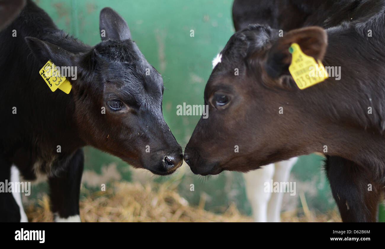 Healthy calfs stand in a barn in Wunstorf, Germany, 18 May 2012. German ...