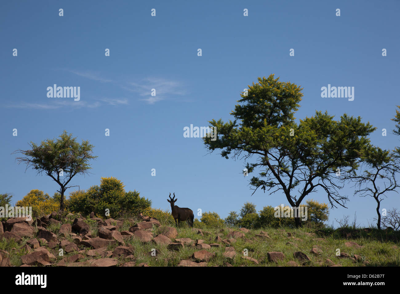 Landscape with flora and fauna Stock Photo - Alamy