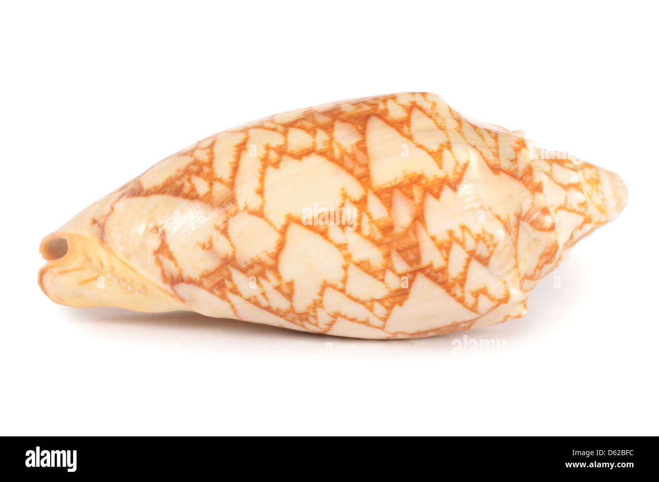 Sea shell isolated on a white background Stock Photo - Alamy