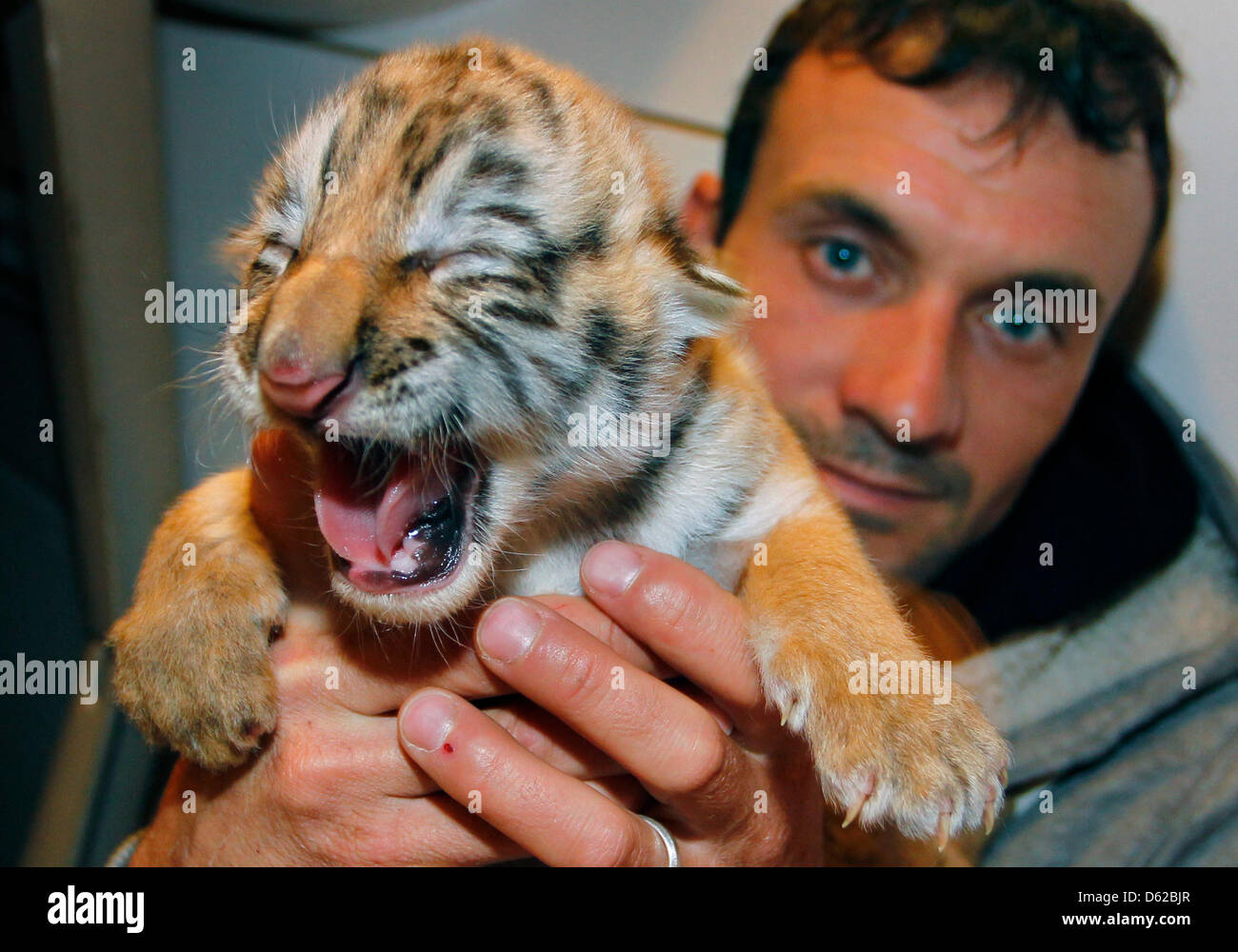 Tiger trainer Christian Walliser holds tiger cub Saphira in the ...
