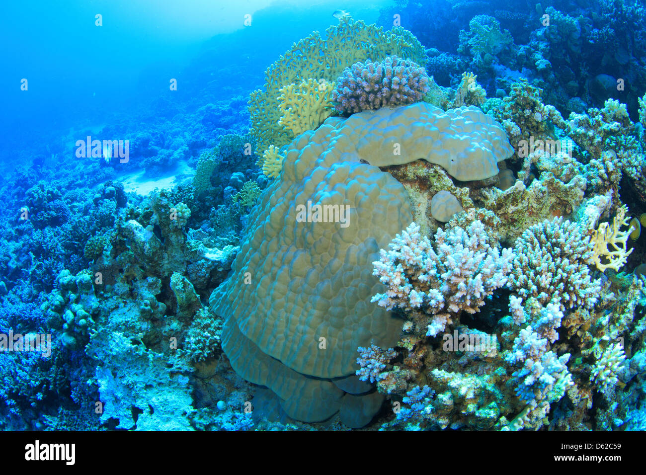 Marine Life in the Red Sea Stock Photo - Alamy