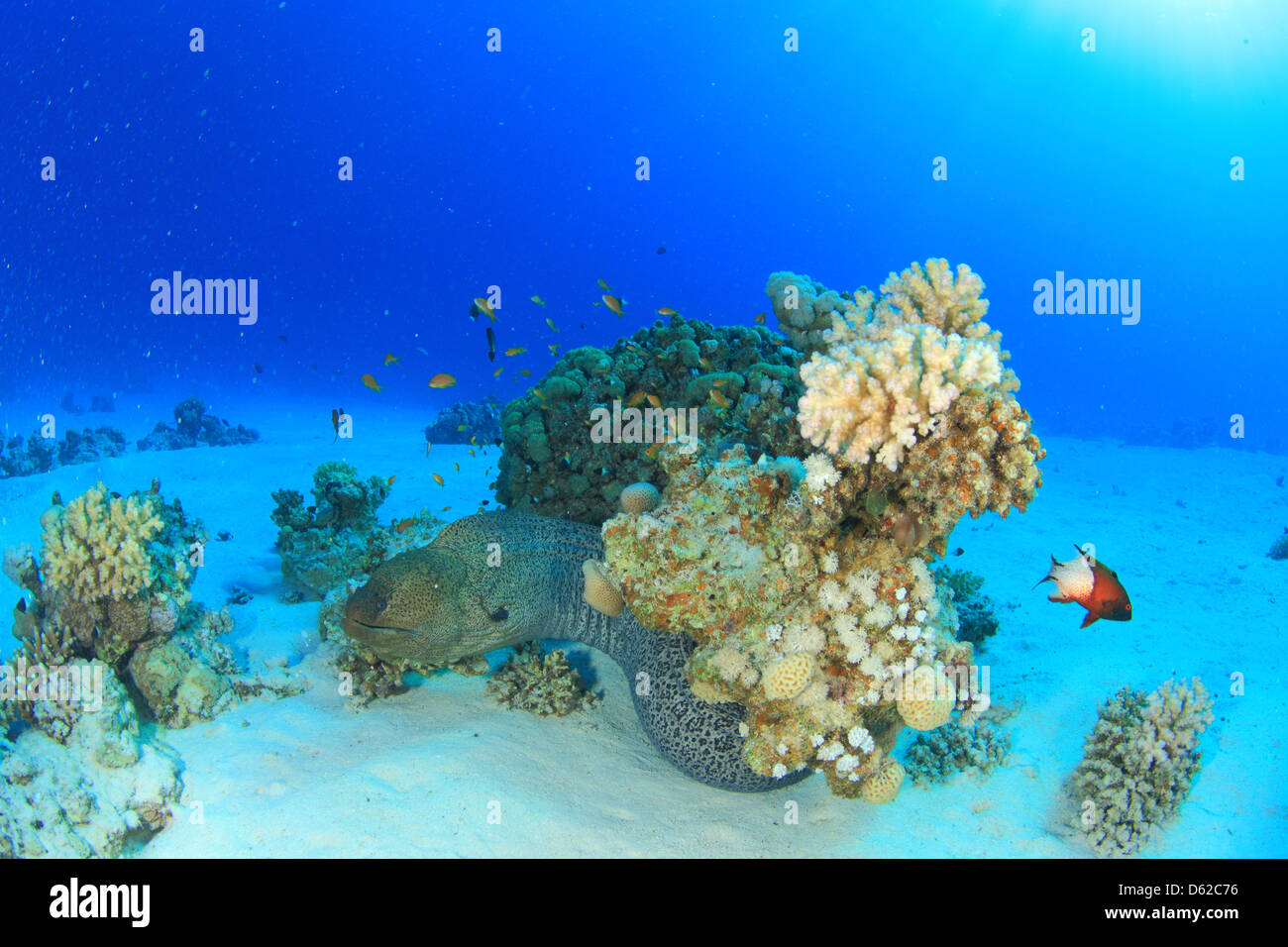 Marine Life in the Red Sea Stock Photo - Alamy