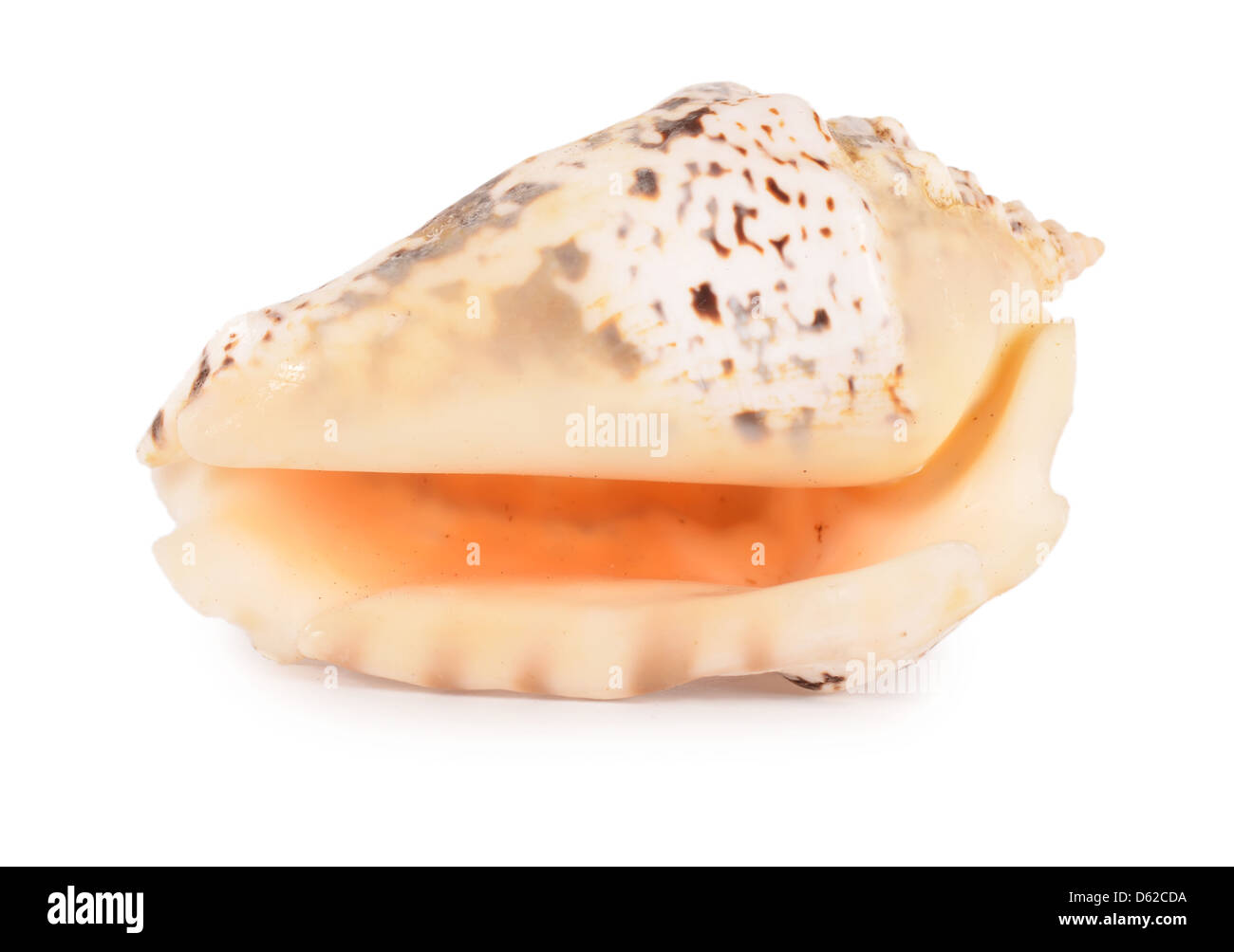 Sea shell isolated on a white background Stock Photo - Alamy