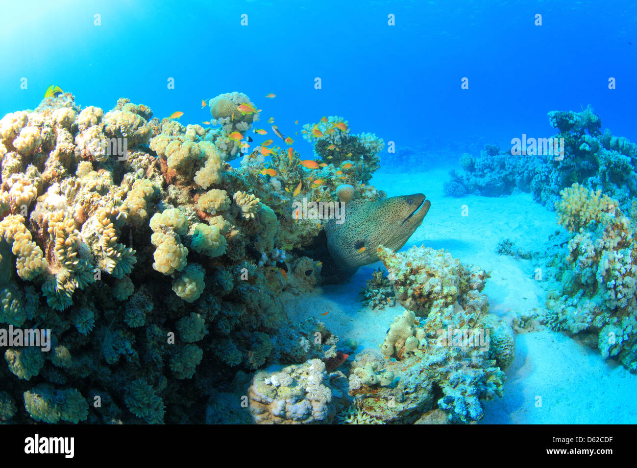 Marine Life in the Red Sea Stock Photo - Alamy