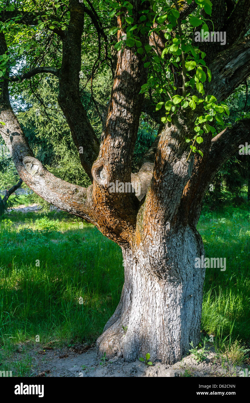 A nice big tree in a garden Stock Photo - Alamy