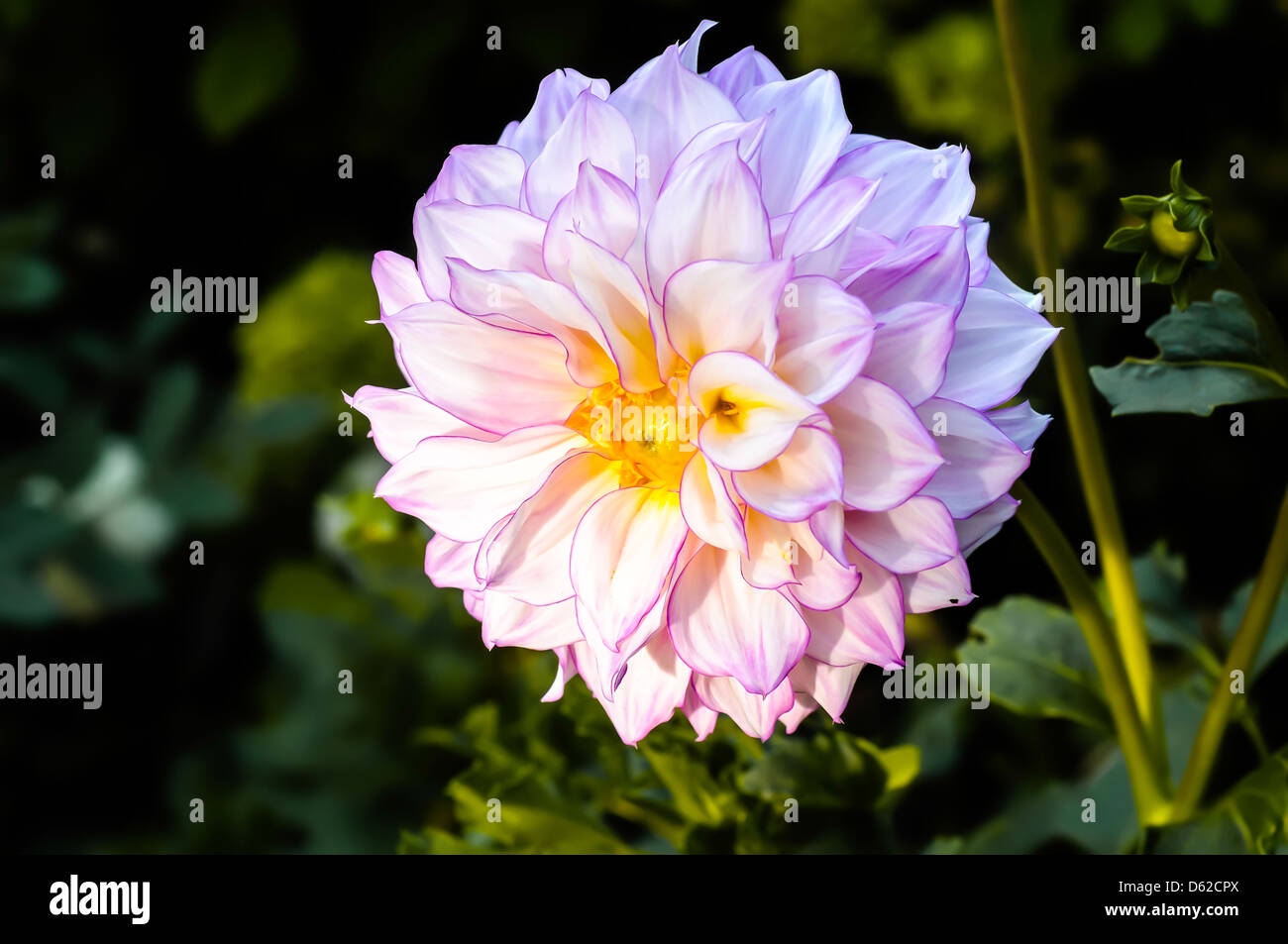 A very nice light pink Dahlia Stock Photo - Alamy